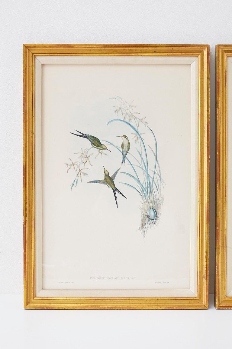 Pair of John Gould Ornithological Colored Hummingbird Prints at 1stDibs