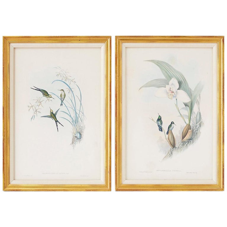Pair of John Gould Ornithological Colored Hummingbird Prints at 1stDibs