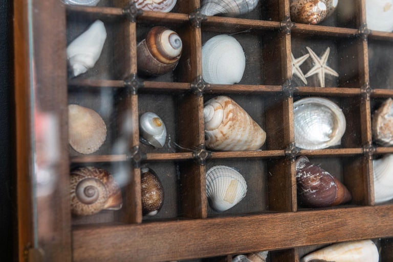 Pair of Large English Seashell Collections at 1stDibs