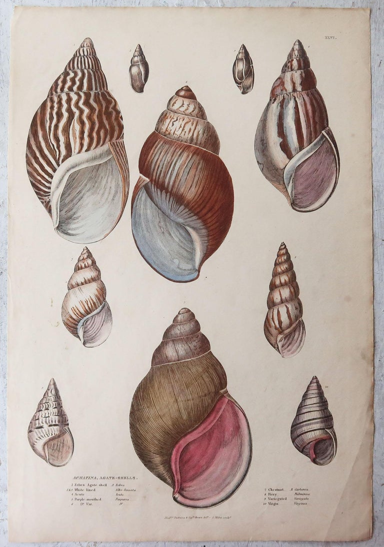 Pair of Large Original Antique Natural History Prints, Shells, circa ...