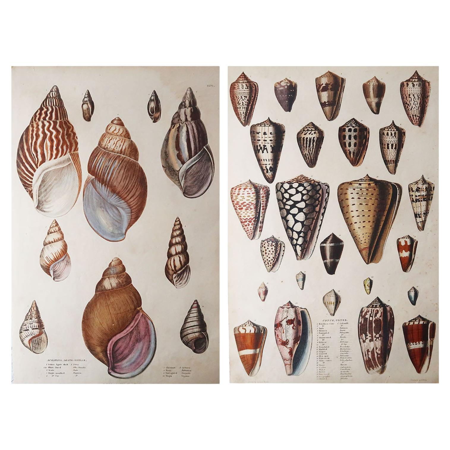 Pair Natural History Studies of Shells at 1stDibs