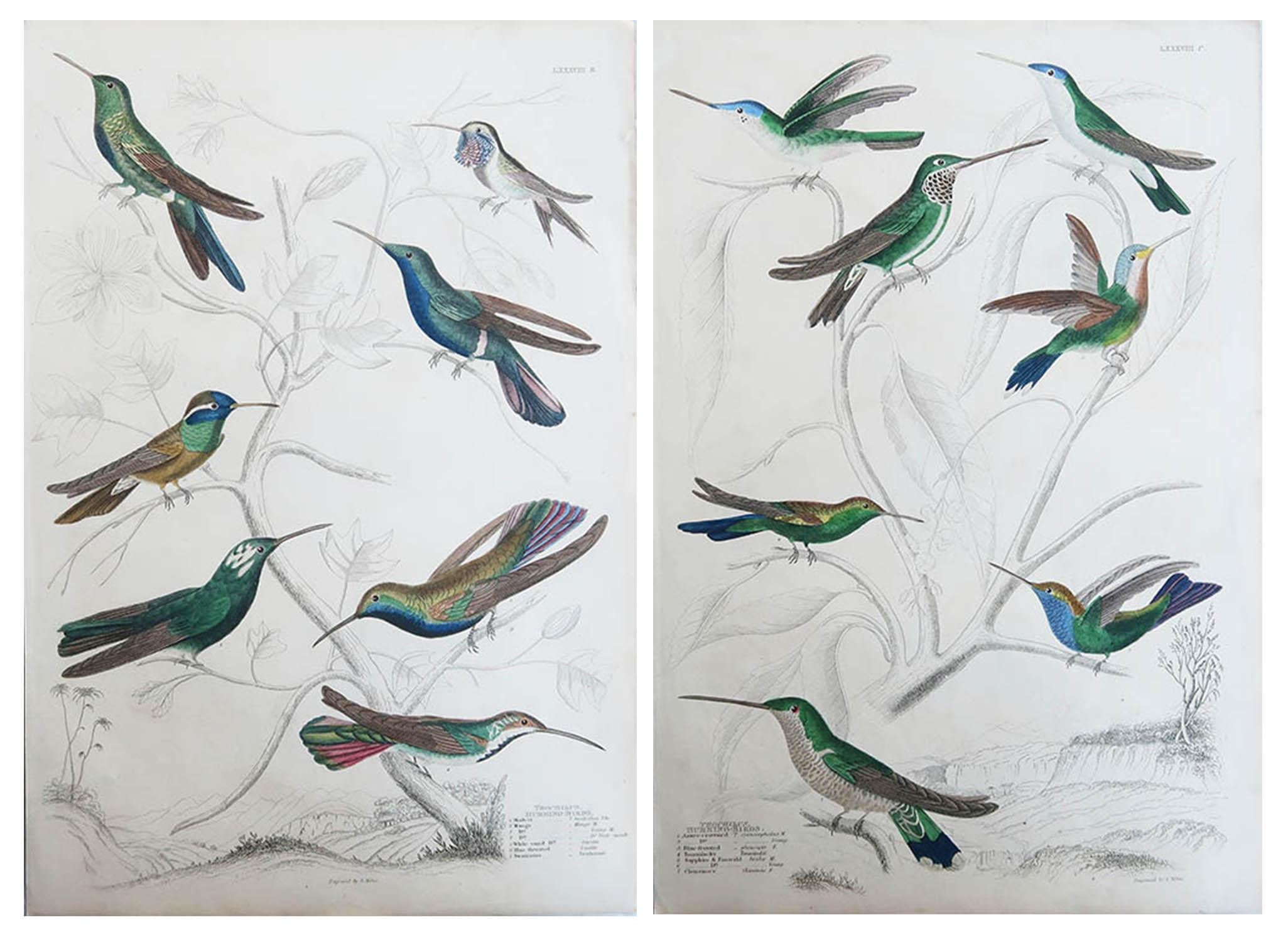 Pair of Large Original Antique Prints of Hummingbirds, circa 1835 For ...
