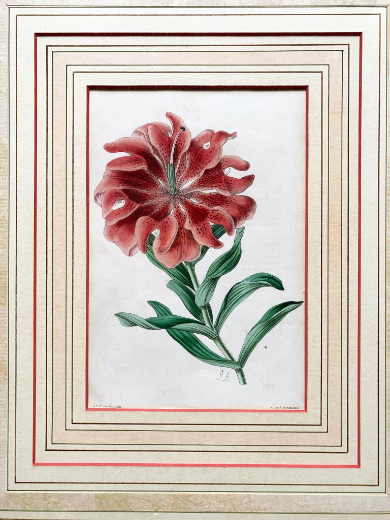 Pair of Late 19th Century Botanical Lithographs For Sale at 1stDibs