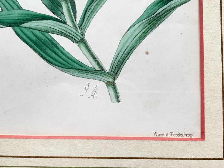 Pair of Late 19th Century Botanical Lithographs For Sale at 1stDibs