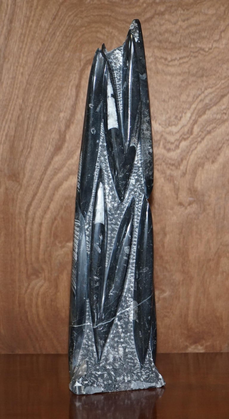 Pair of Medium 395 Million Year Old Fossilized Orthoceras Marble Finish ...