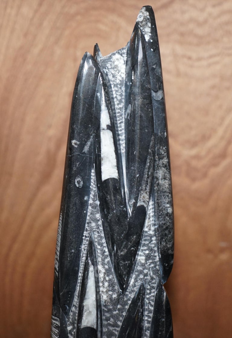 Pair of Medium 395 Million Year Old Fossilized Orthoceras Marble Finish ...