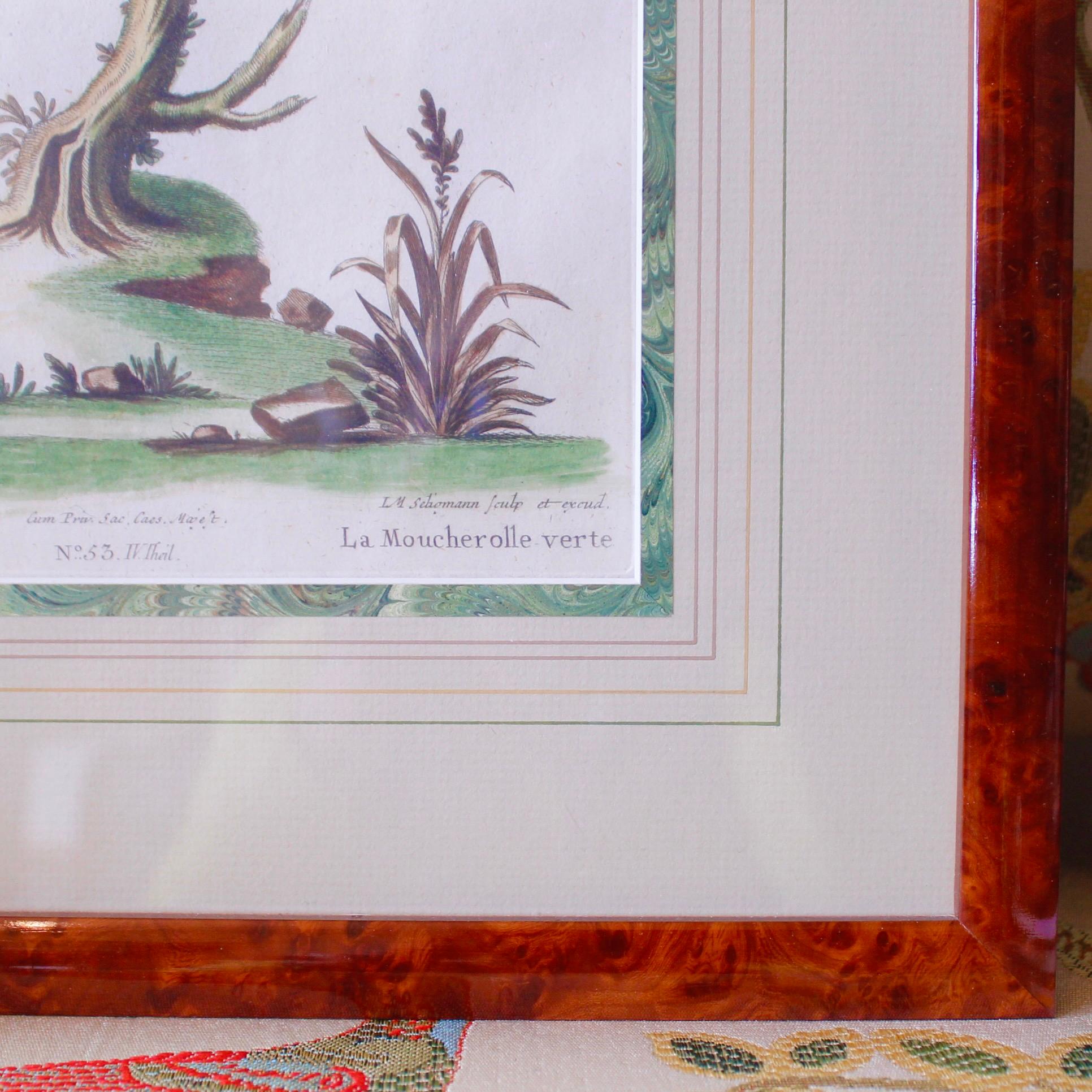 Pair Of Mid 18th Century Bird Engravings By George Edwards For Sale at ...