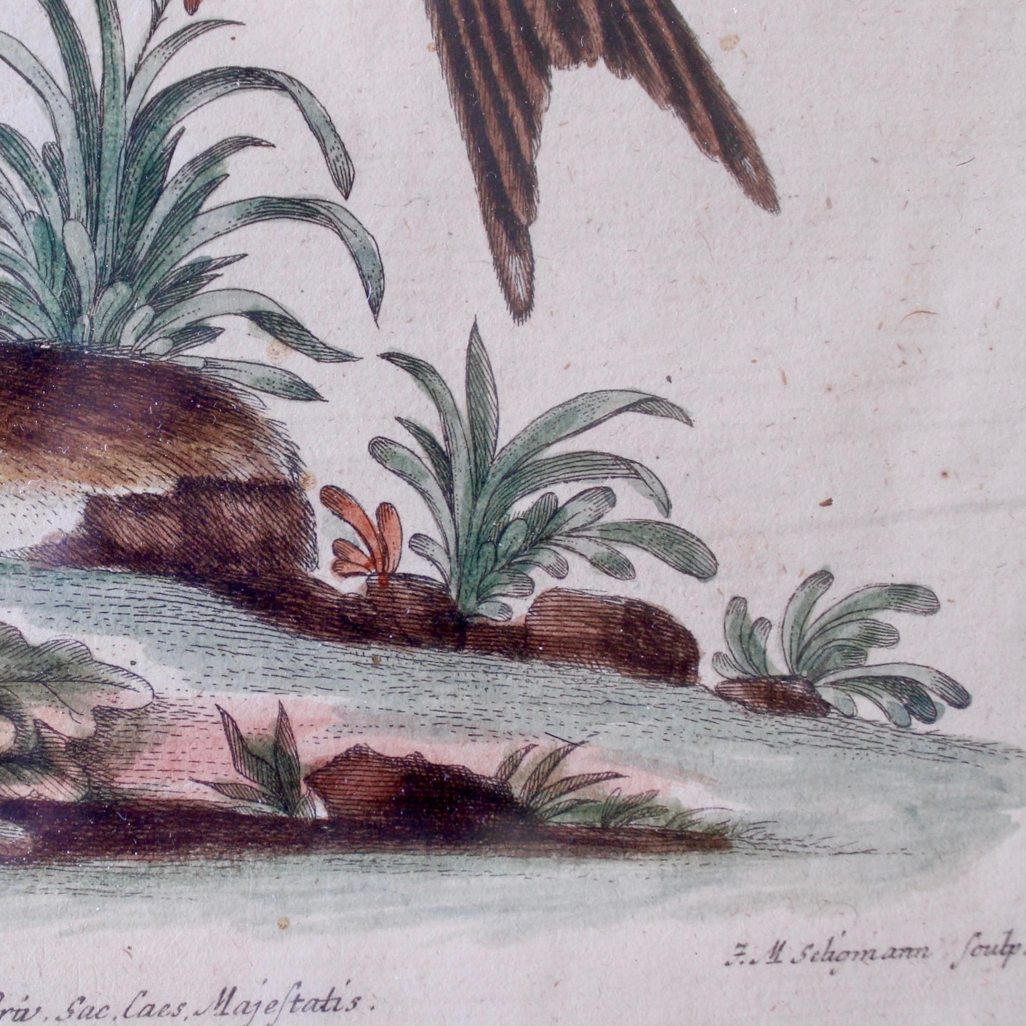 Pair Of Mid 18th Century Bird Engravings By George Edwards For Sale at ...