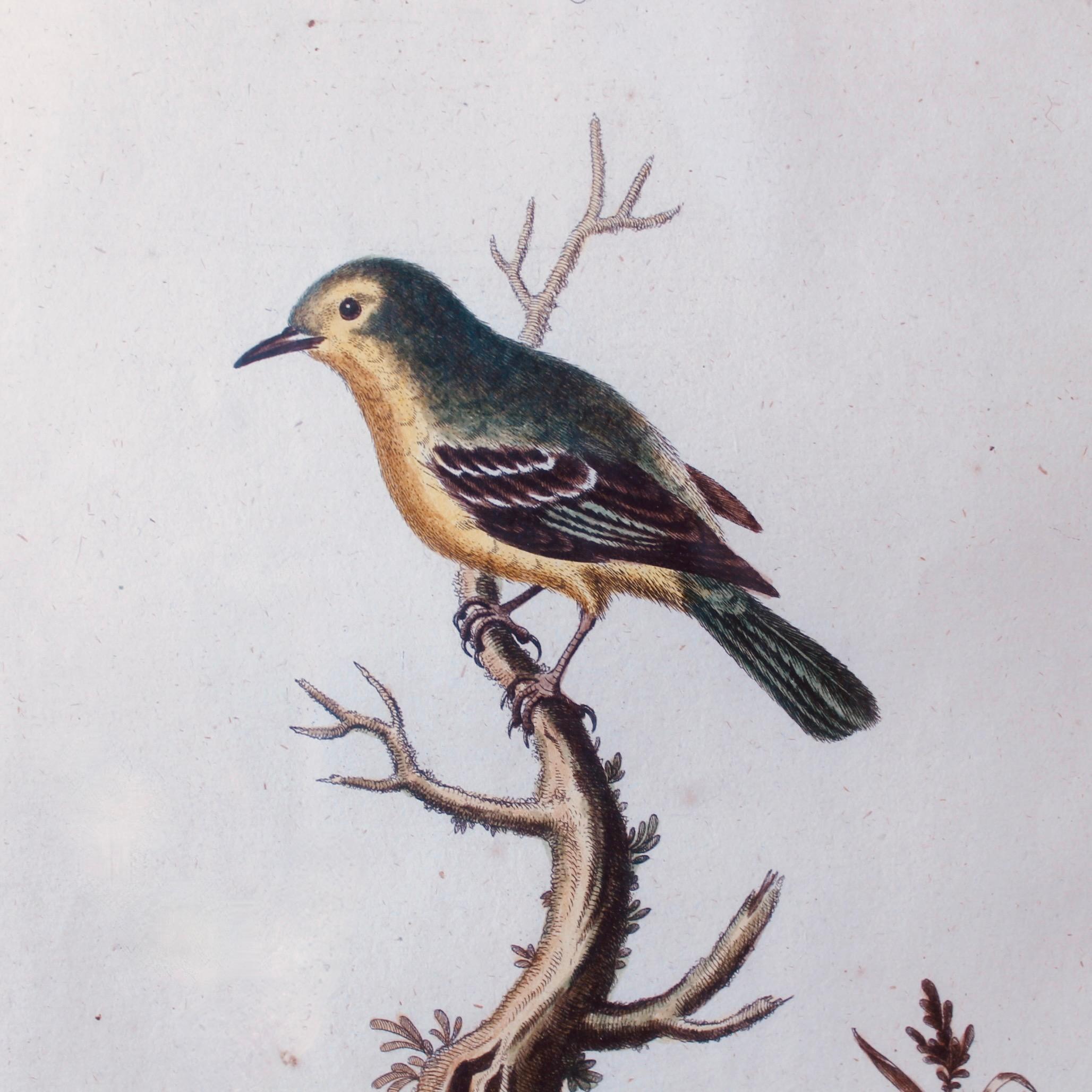 Pair Of Mid 18th Century Bird Engravings By George Edwards For Sale at ...