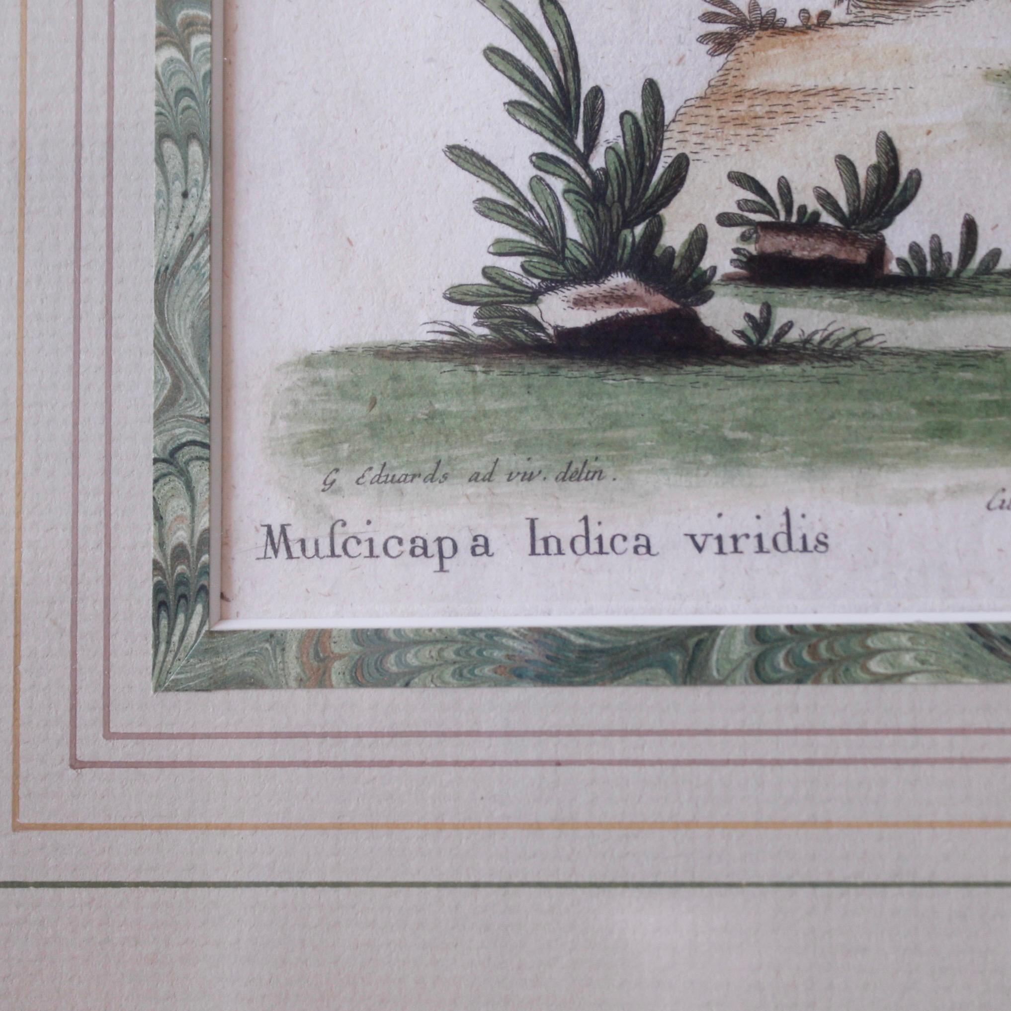 Pair Of Mid 18th Century Bird Engravings By George Edwards For Sale at ...