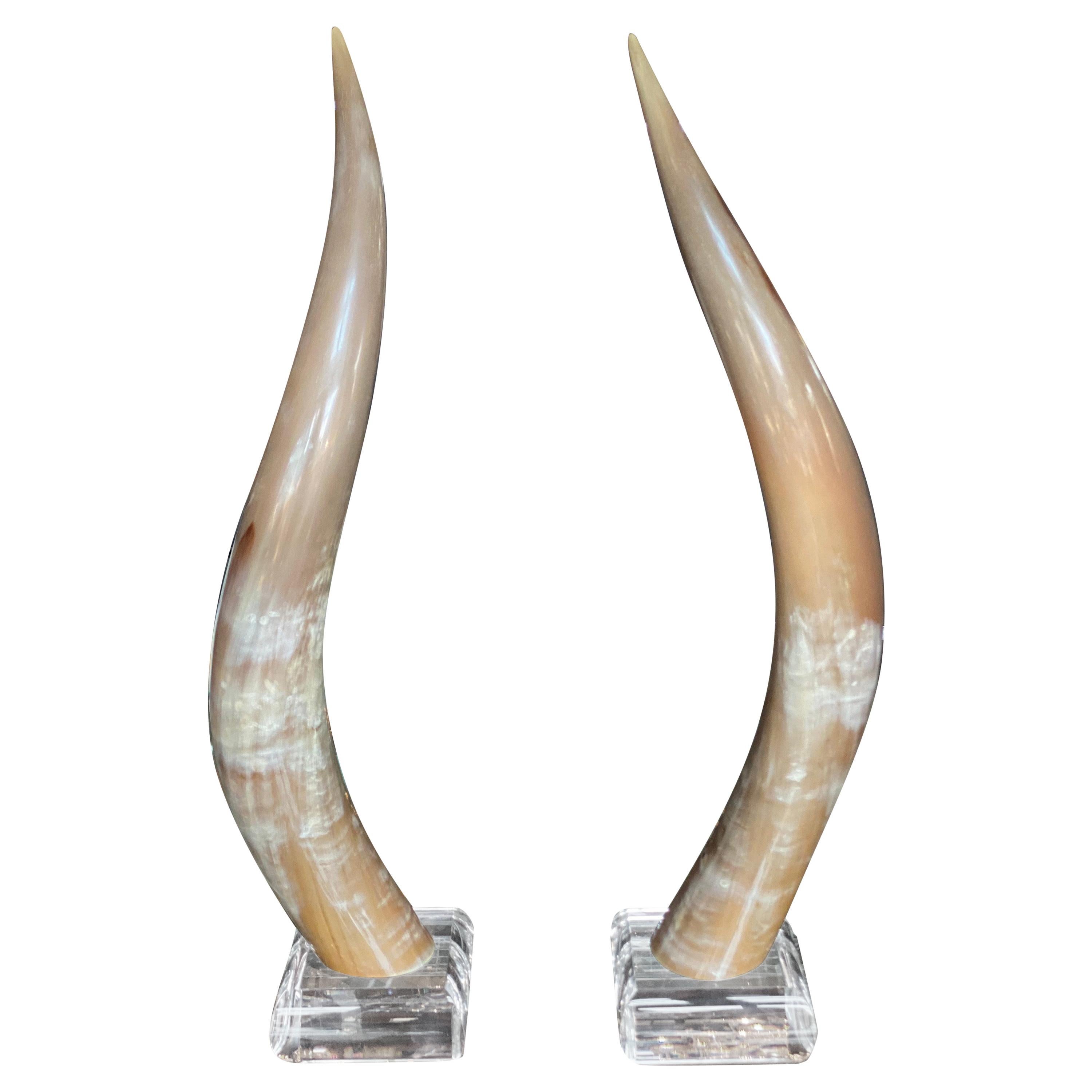 Pair of African Kudu Horns Mounted on Acrylic Lucite Base at 1stDibs