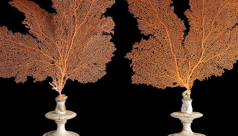 Pair of Orange Sea Fans Mounted on Italian Gilt and Painted Wooden ...