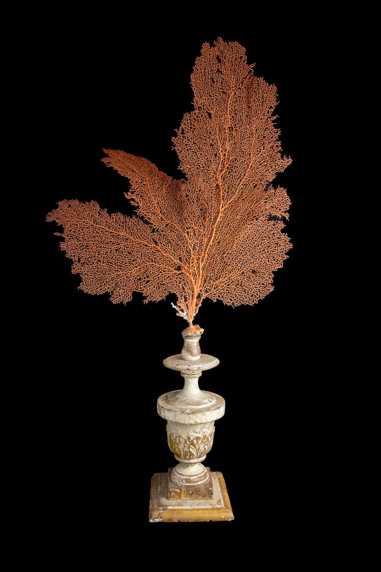 Pair of Orange Sea Fans Mounted on Italian Gilt and Painted Wooden ...
