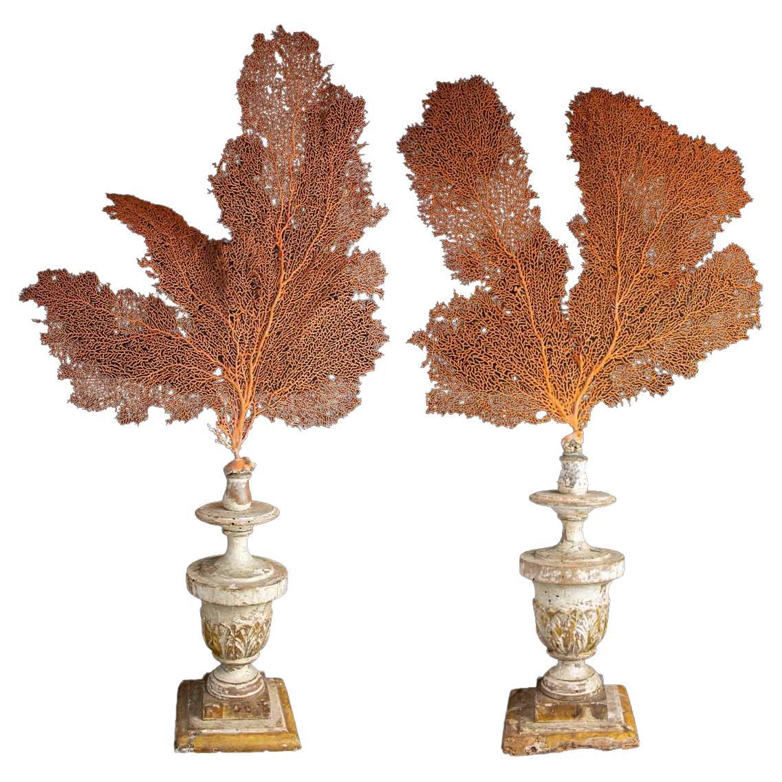 Mounted Red Sea Fan on Black Stand I at 1stDibs