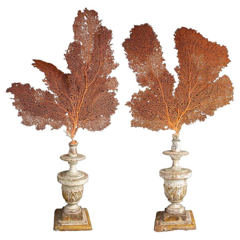 Pair of Orange Sea Fans Mounted on Italian Gilt and Painted Wooden ...