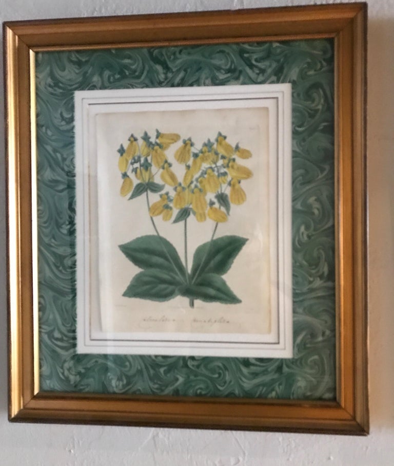 Pair of Original Antique Hand Colored Botanical Engravings For Sale at ...