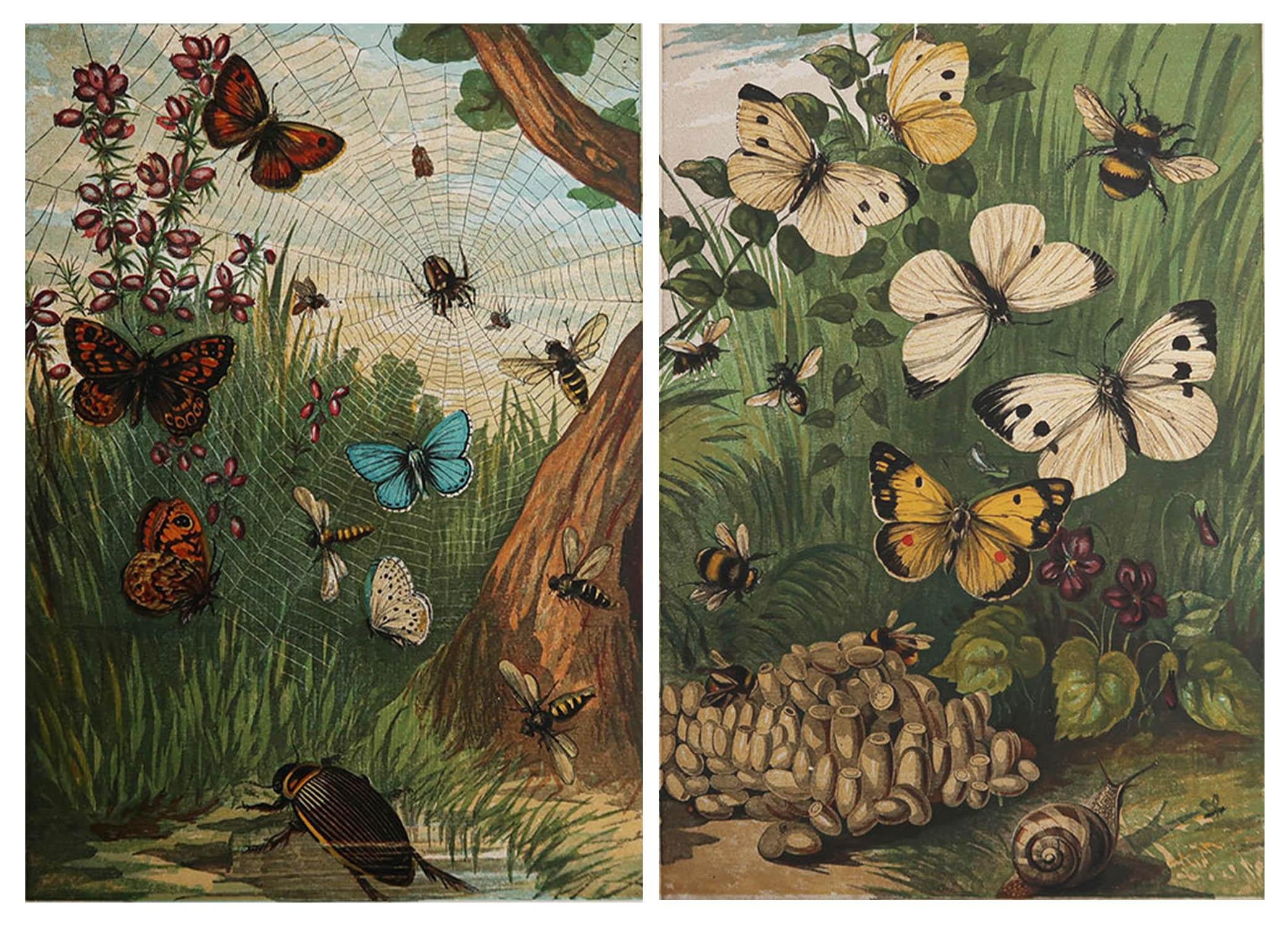 Pair of Original Antique Prints of Butterflies, circa 1880 at 1stDibs