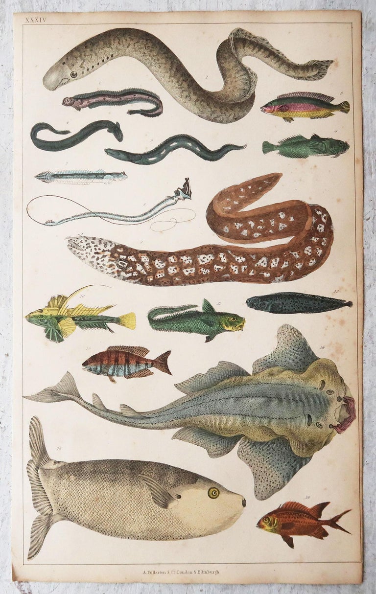 Pair of Original Antique Prints of Fish, 1847 For Sale at 1stDibs