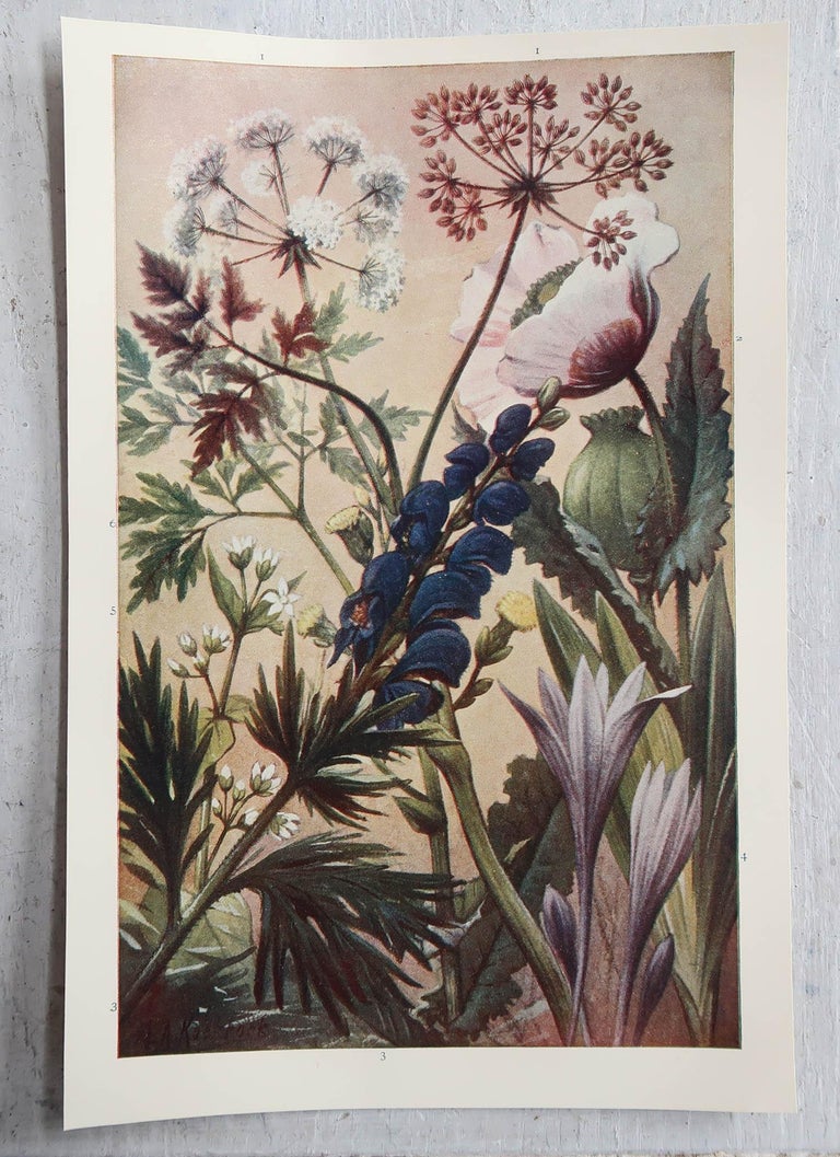 Pair of Original Vintage Botanical Prints, circa 1900 For Sale at 1stDibs
