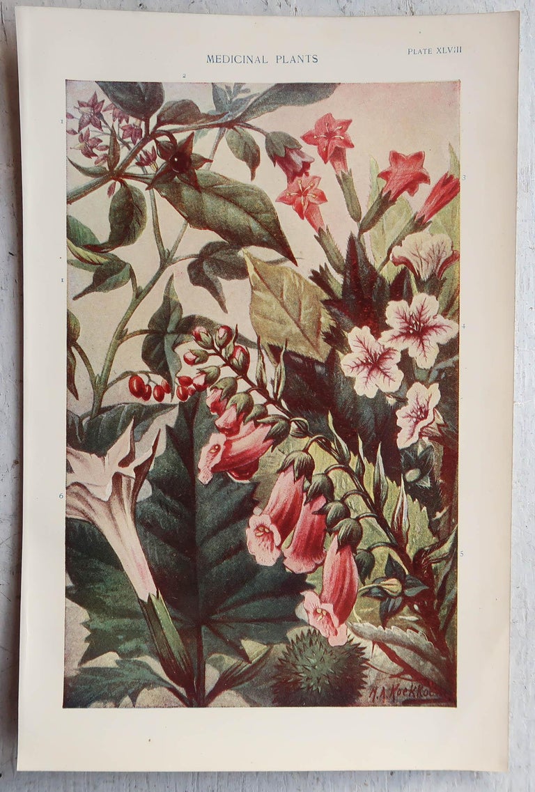 Pair of Original Vintage Prints of Medicinal Plants, circa 1900 at 1stDibs