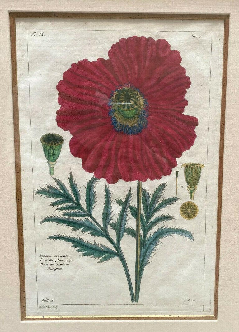 Pair of Pierre Joseph Buchoz 'French' Botanical Engravings, 18th ...