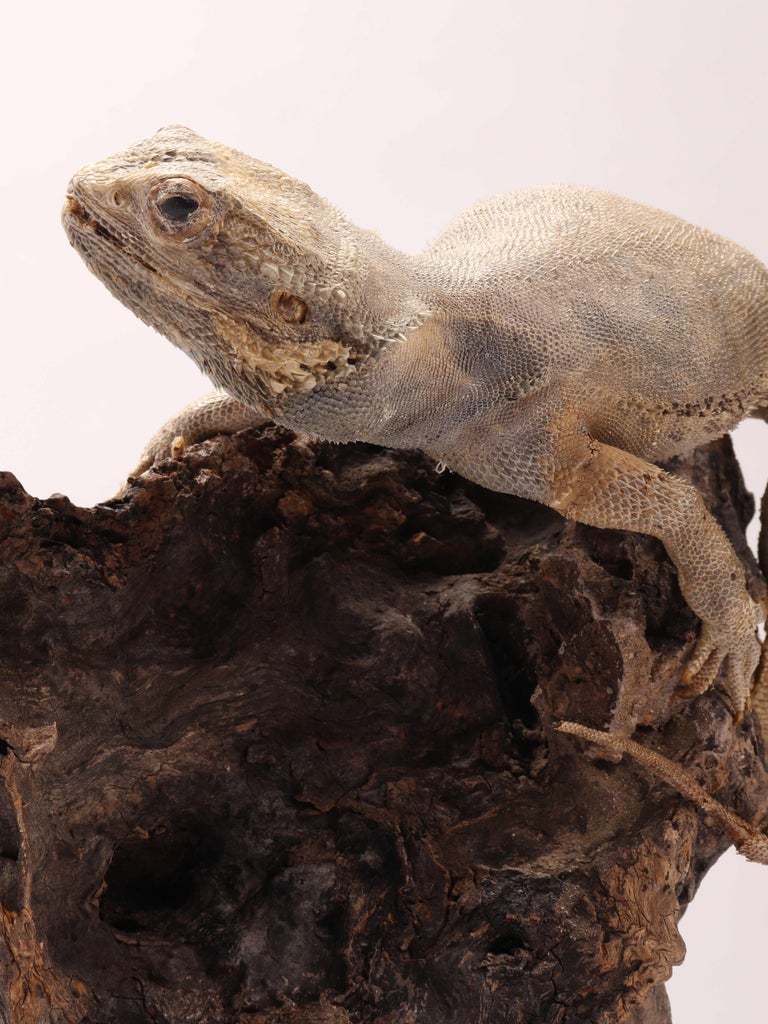 Pair of Pogona Reptiles for Natural History Cabinet, Italy 1850 For ...