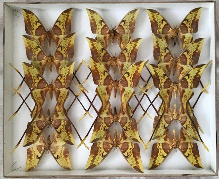 Pair of Silk Moth Display Cases at 1stDibs