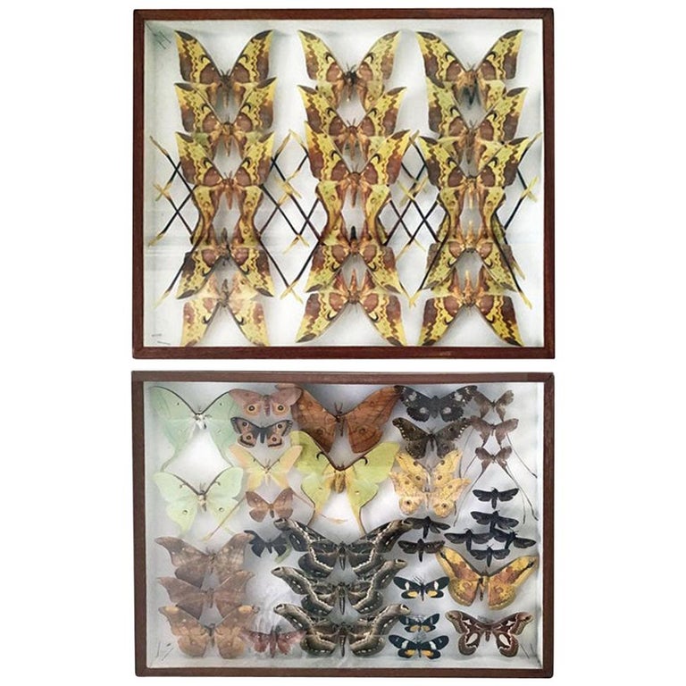 Pair of Silk Moth Display Cases at 1stDibs
