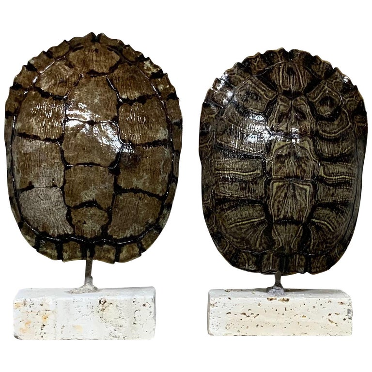 Pair of Small Genuine American Fresh Water Turtle Shells at 1stDibs