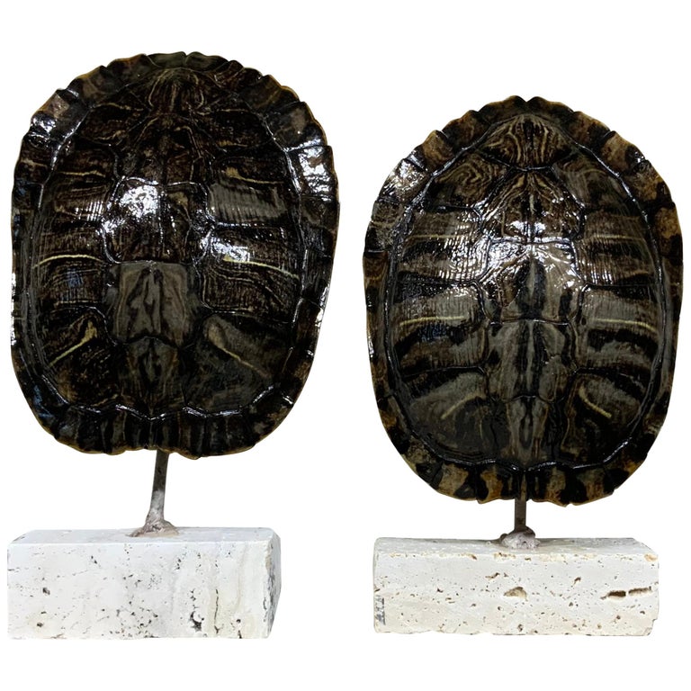 Pair of Small Genuine American Fresh Water Turtle Shells For Sale at ...