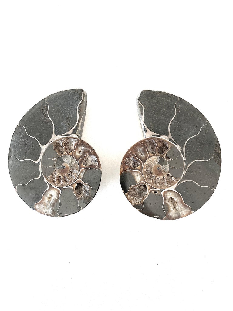 Pair of Small Green Ammonites, Madagascar, Prehistoric For Sale at 1stDibs