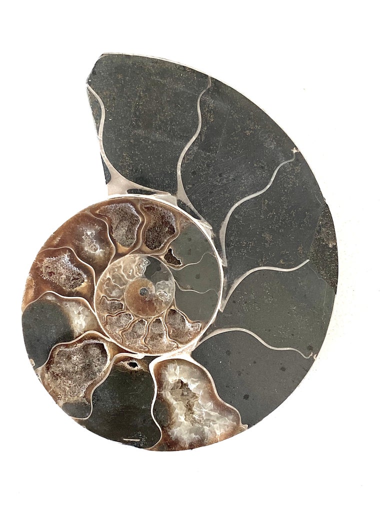 Pair of Small Green Ammonites, Madagascar, Prehistoric For Sale at 1stDibs