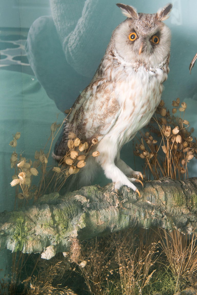 Pair of Taxidermy Great Horned Owls Attributed to Henry Ward For Sale ...