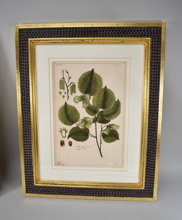Pair of Trowbridge Classic Botanical Prints, Buchoz Leaves at 1stDibs