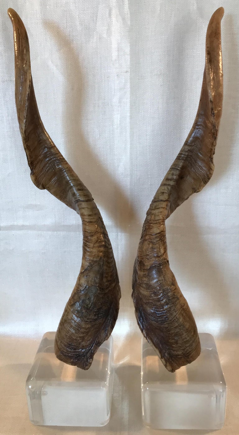 Pair of Vintage Taxidermy Markhor Goat Horns at 1stDibs
