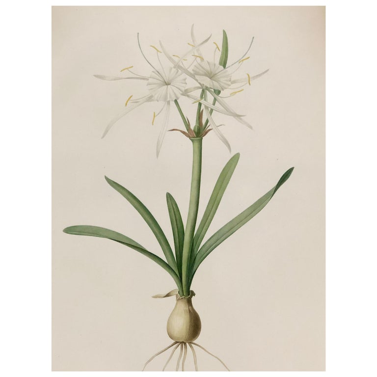 Pancratium Disciforme Hand Colored Engraving Signed P.J. Redoute and ...