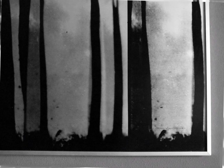 Panel Series "Wild" Vintage Franco Fontana, 1976 For Sale at 1stDibs