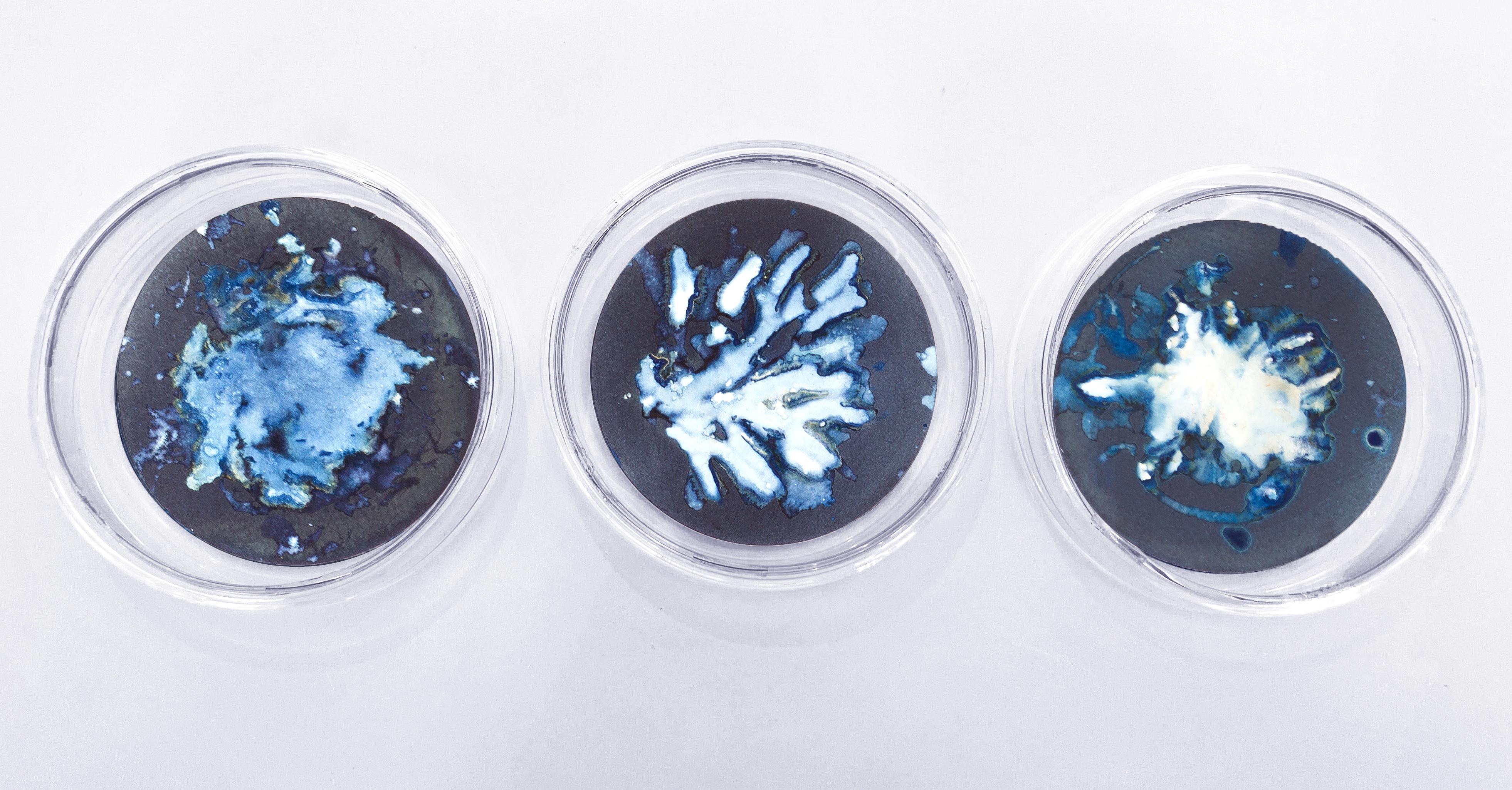 Paola Davila - Medusas 11, 12 y 13. Cyanotype photograhs mounted in high resistance glass dish ...