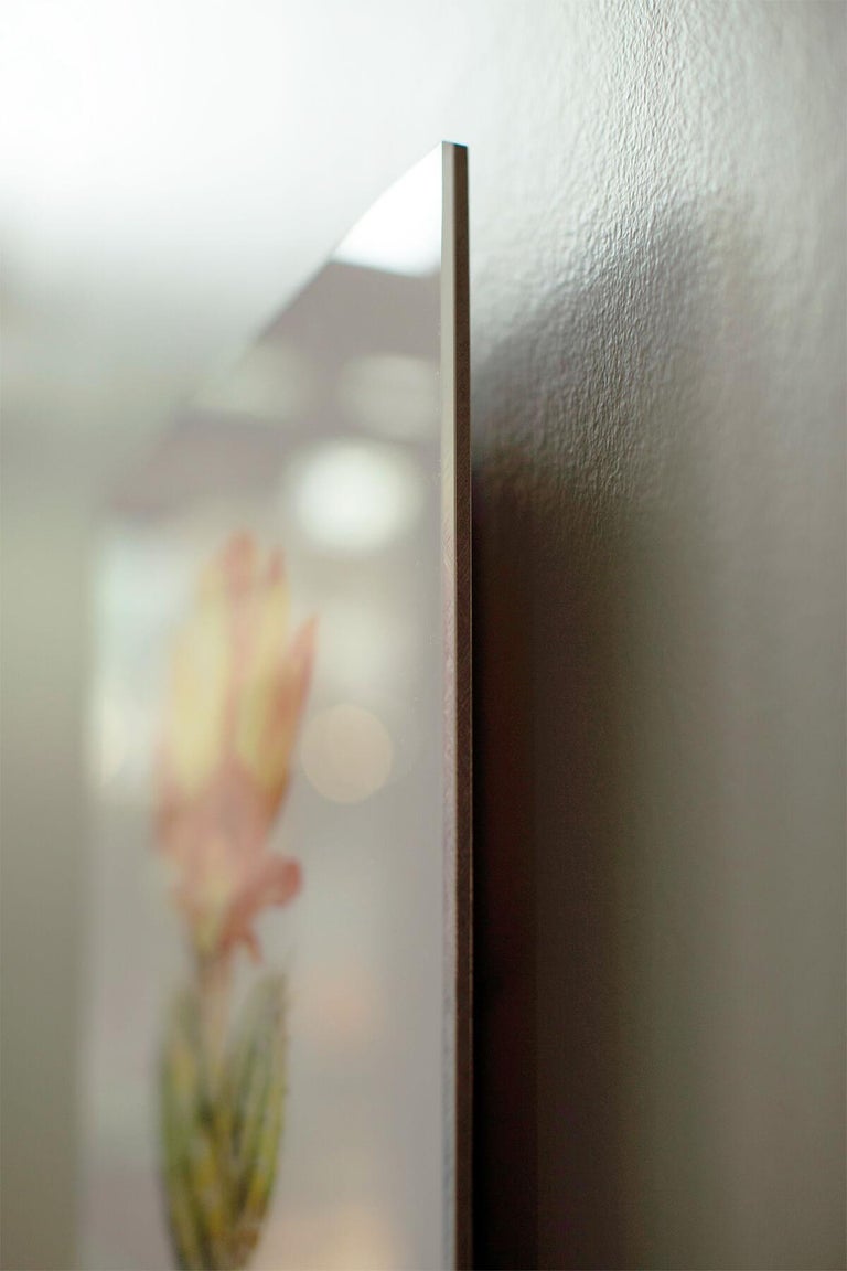 Papaver Rhoes Diasec Print For Sale at 1stDibs