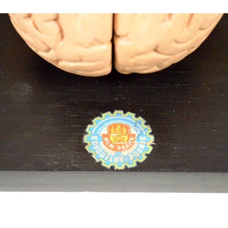 Papier Mache and Plaster Model of Human Brain Made in Prague in the ...