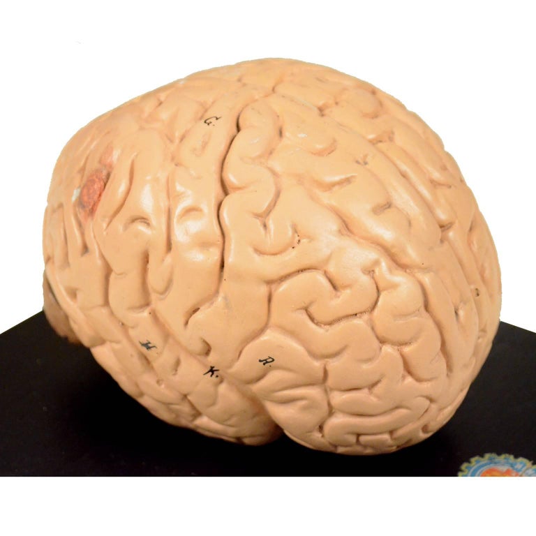 Papier Mache and Plaster Model of Human Brain Made in Prague in the ...