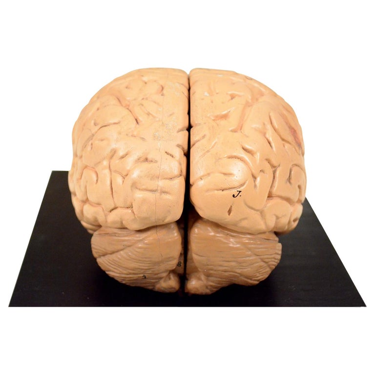 Papier Mache and Plaster Model of Human Brain Made in Prague in the ...