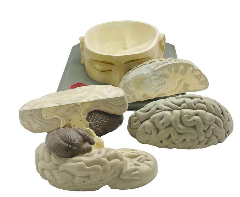 Paravia Educational Anatomical Model of the Base of the Human Skull ...