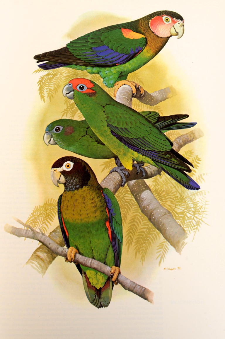 Parrots of the World by Joseph Forshaw, 1st Ed For Sale at 1stDibs ...