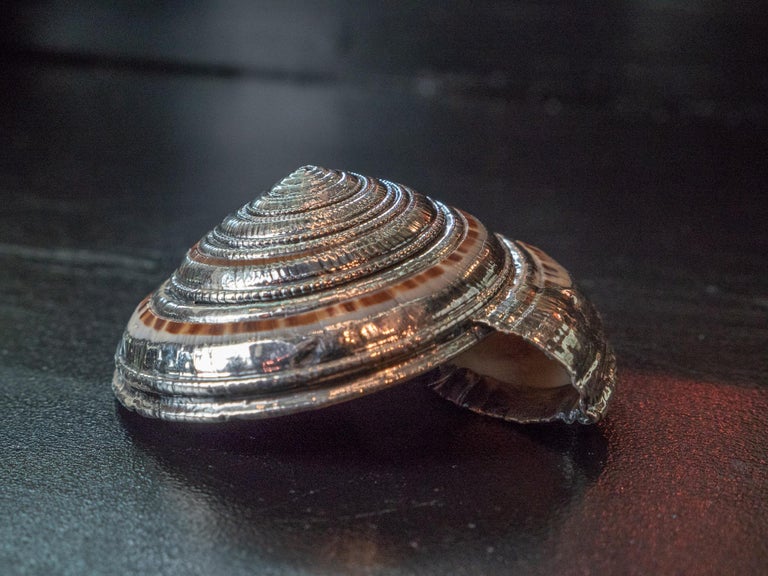 Partially Silvered Sea Shell Architectonica at 1stDibs