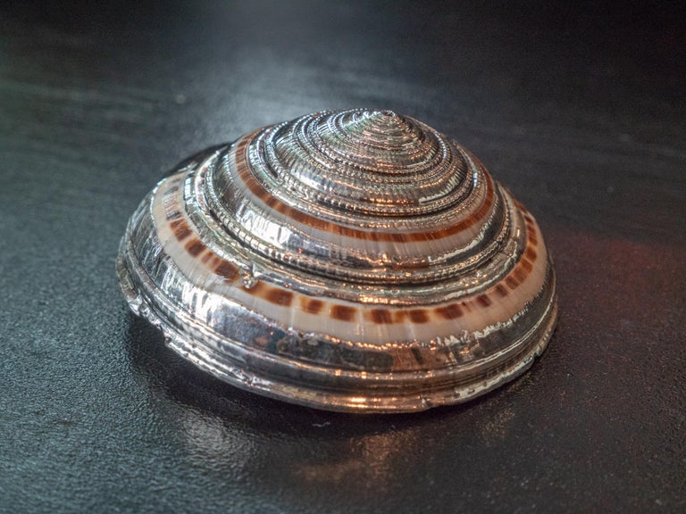 Partially Silvered Sea Shell Architectonica at 1stDibs