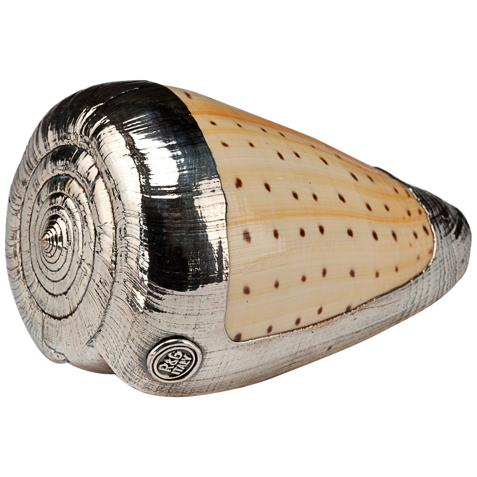 Partially Silvered Sea Shell Nobilis For Sale at 1stDibs