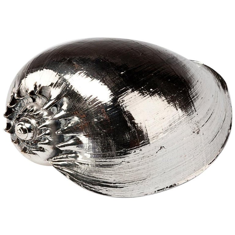 Silvered Sea Shell Cymbiola For Sale at 1stDibs