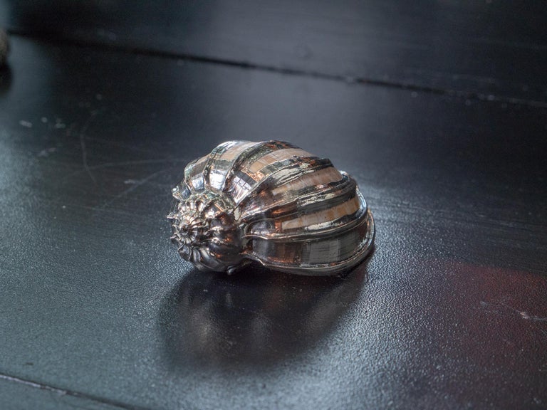 Partially Silvered Sea Shell Harpa Major For Sale at 1stDibs | harpa shell