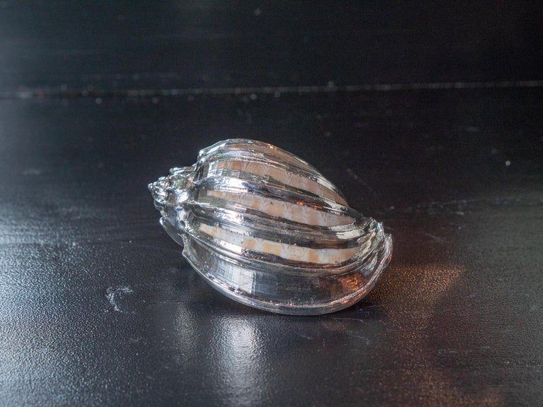 Partially Silvered Sea Shell Harpa Major For Sale at 1stDibs | harpa shell